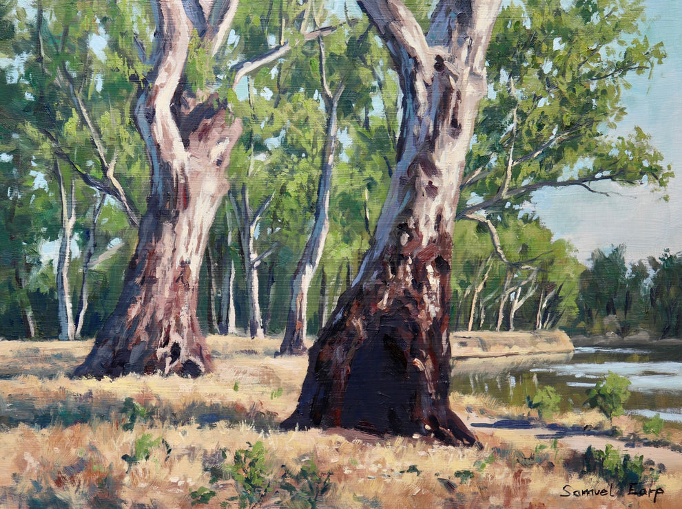 Gum Trees at the Murray River | 12" x 16" | Oil on Wooden Panel ...